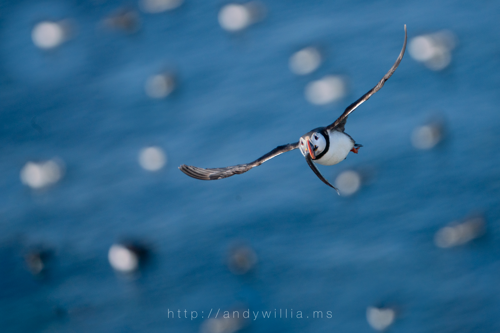 Andy Williams | Muench Workshops