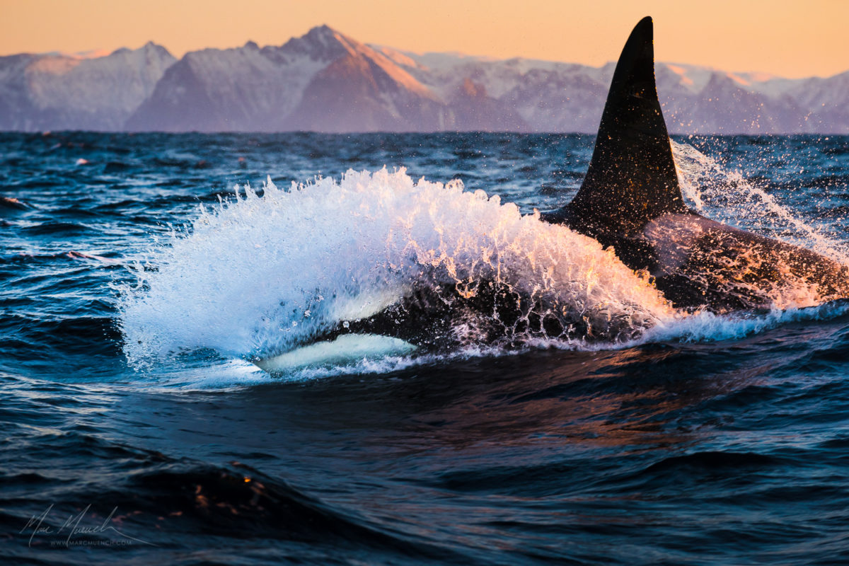 Marc Muench | Muench Workshops