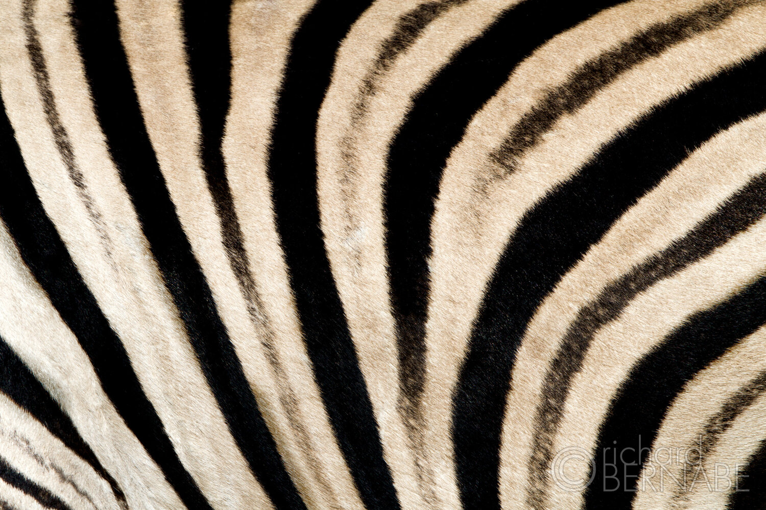 Assignment #4 – Pattern and Repetition | Muench Workshops