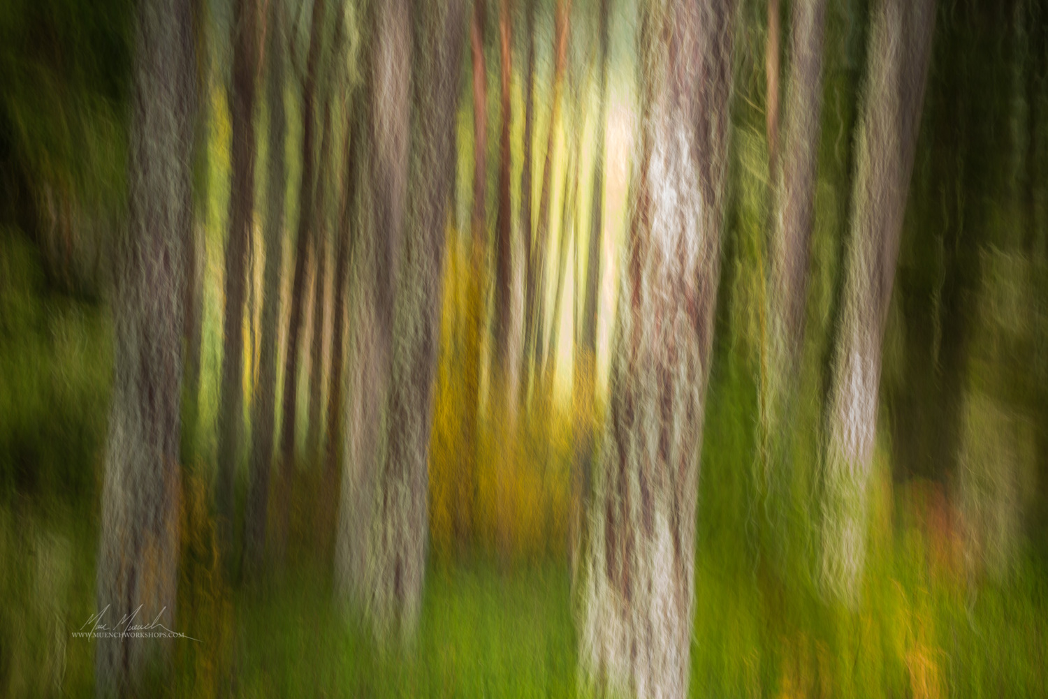 The Enchanted Woods of Scotland | Muench Workshops