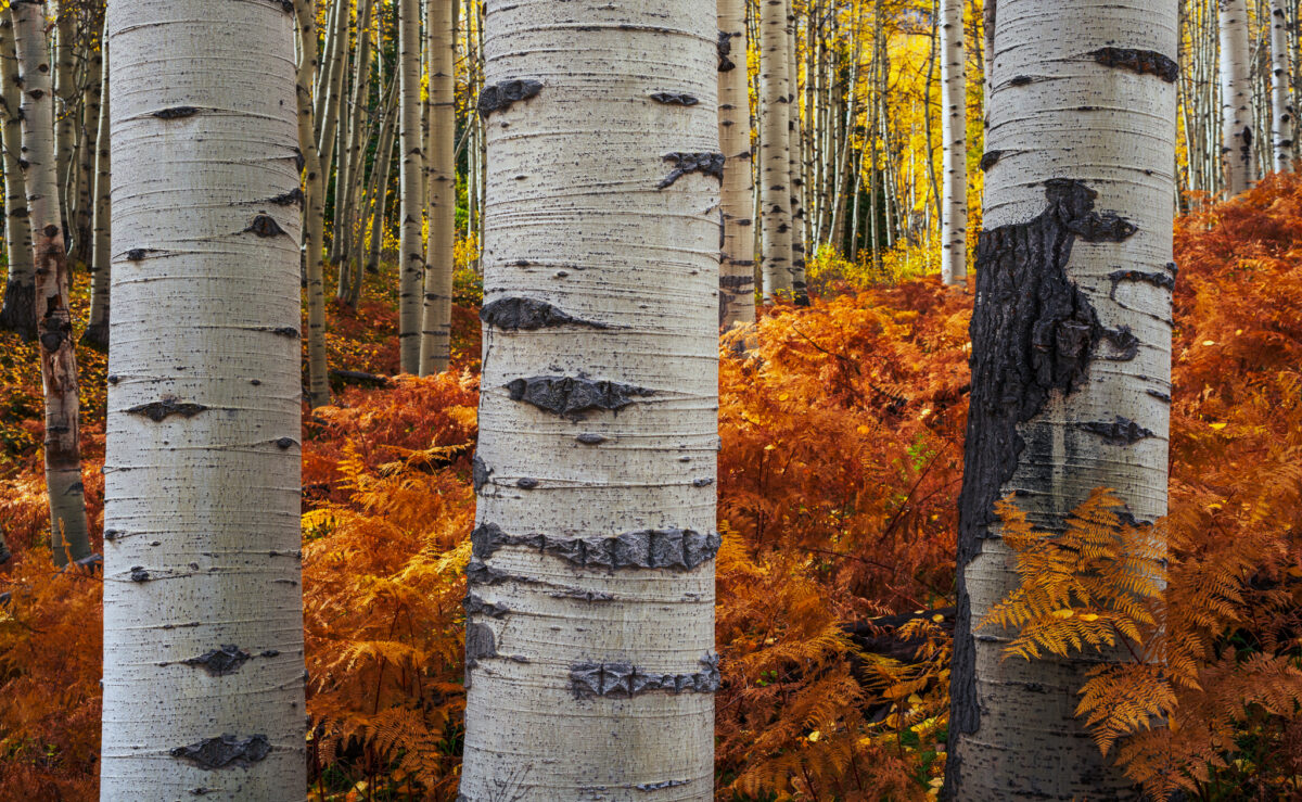 Matt Payne | Muench Workshops