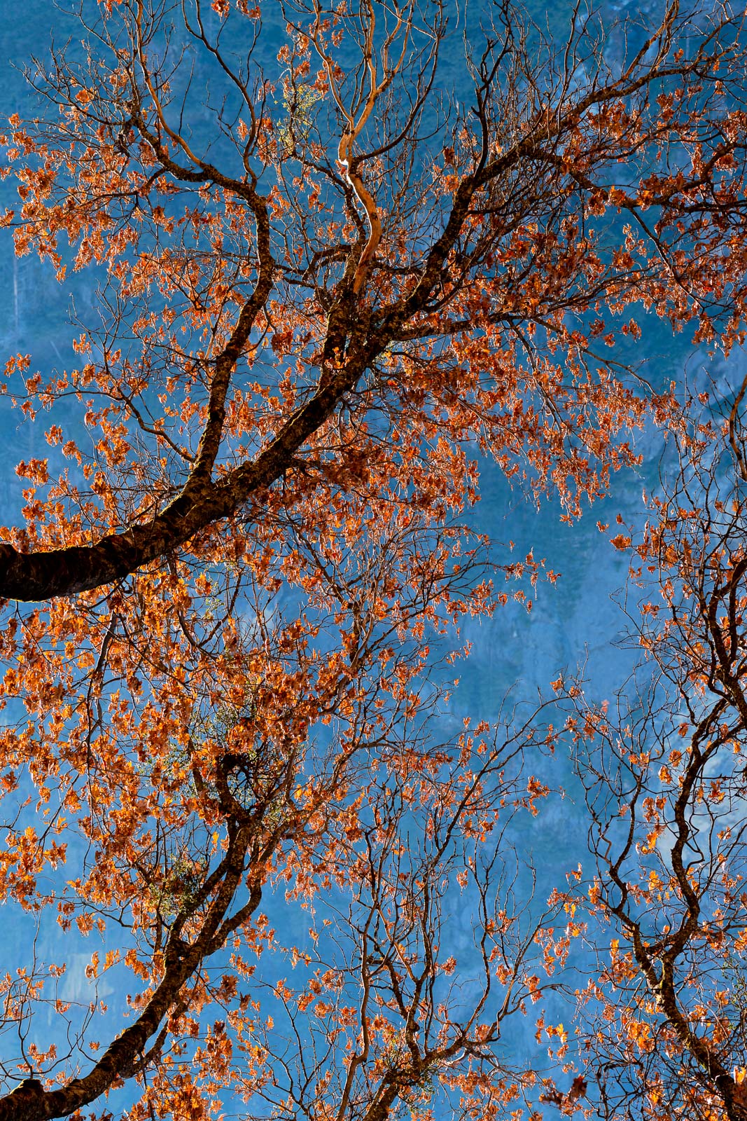 From Beginner to Pro: Tips to Elevate Your Outdoor Photography | Muench ...