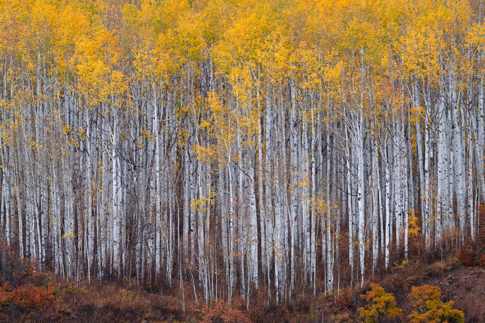 From Beginner to Pro: Tips to Elevate Your Outdoor Photography | Muench ...