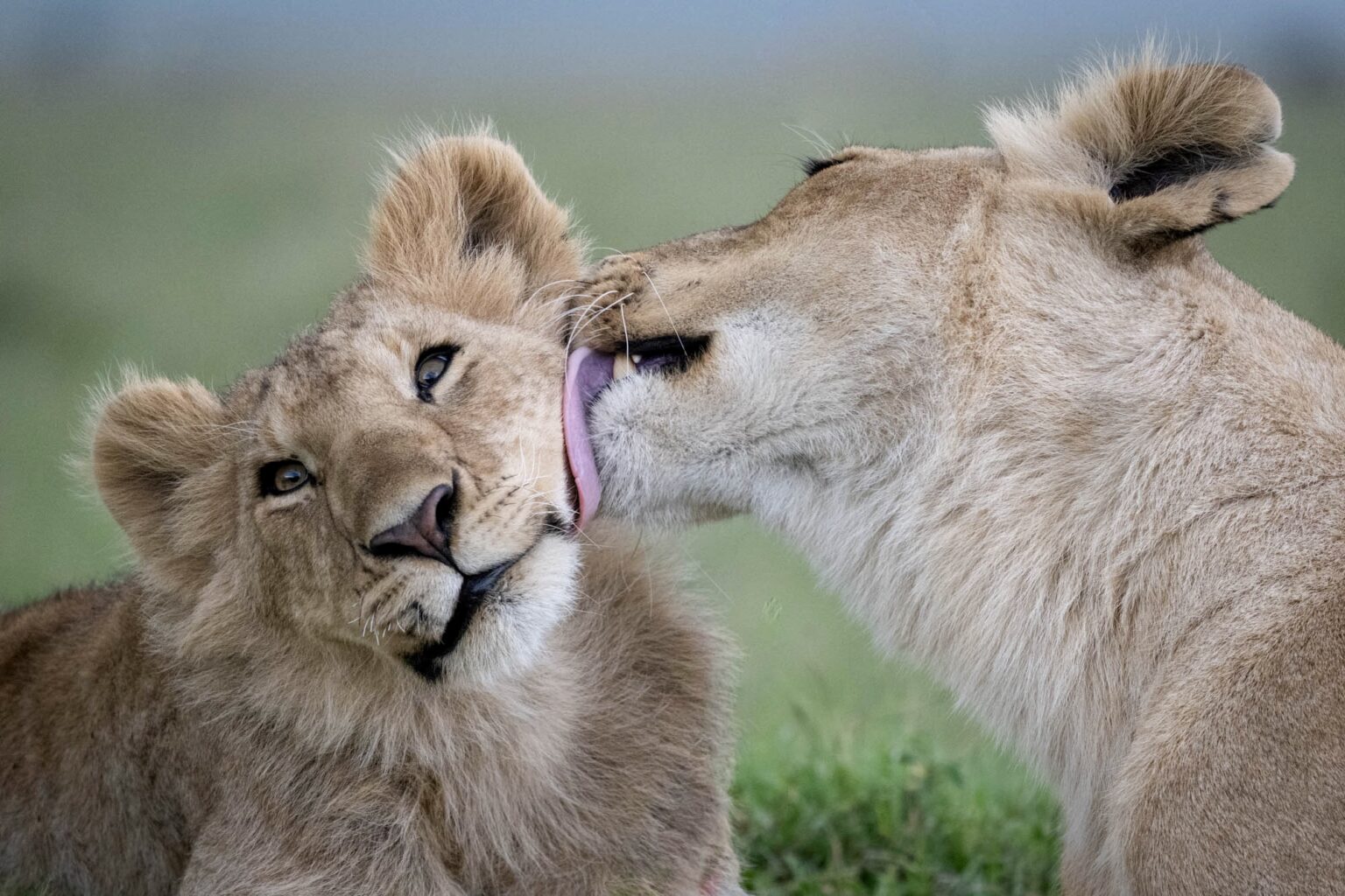 Lisa LaPointe | Muench Workshops